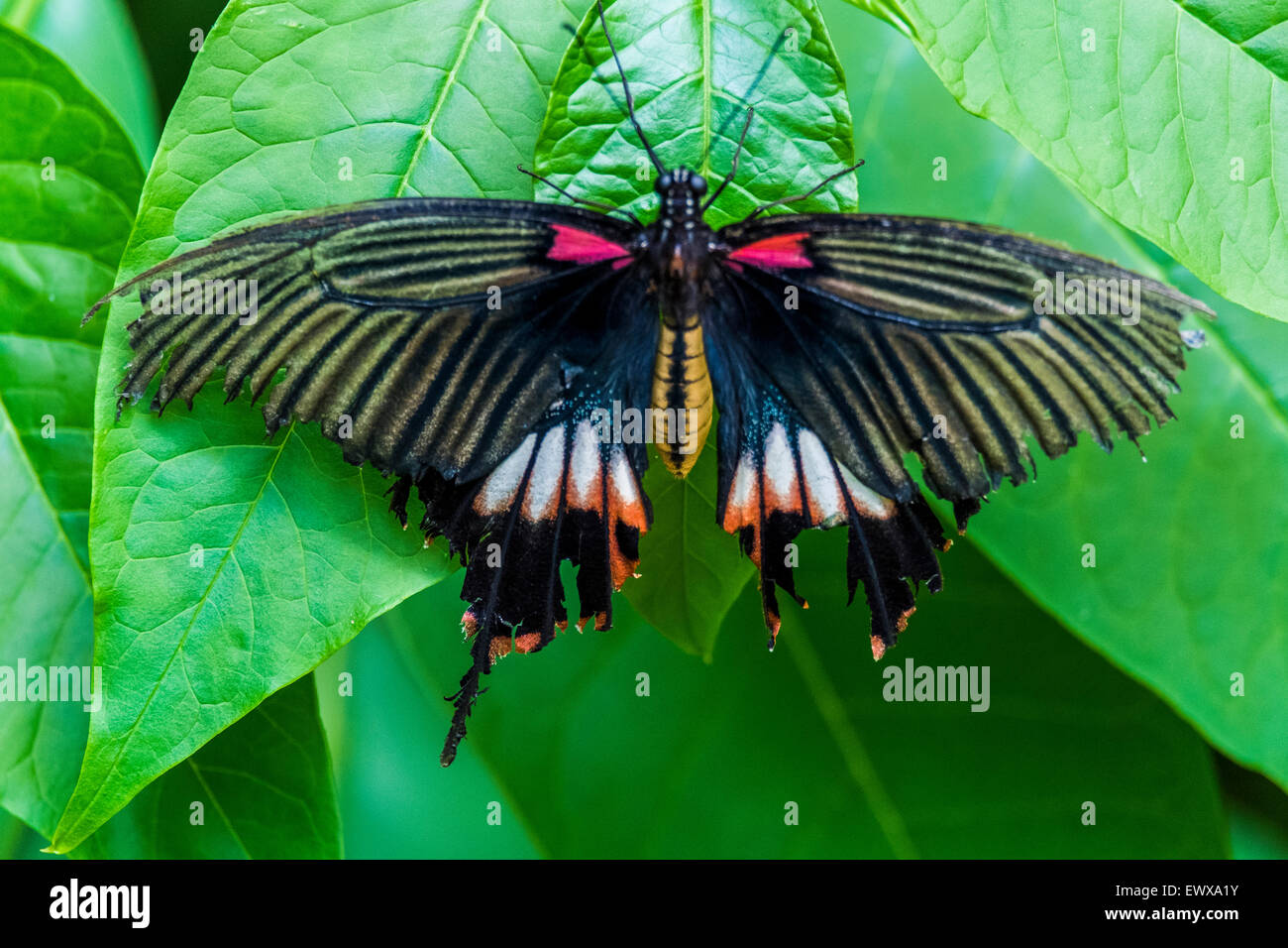 Butterfly in the forest hi-res stock photography and images - Alamy