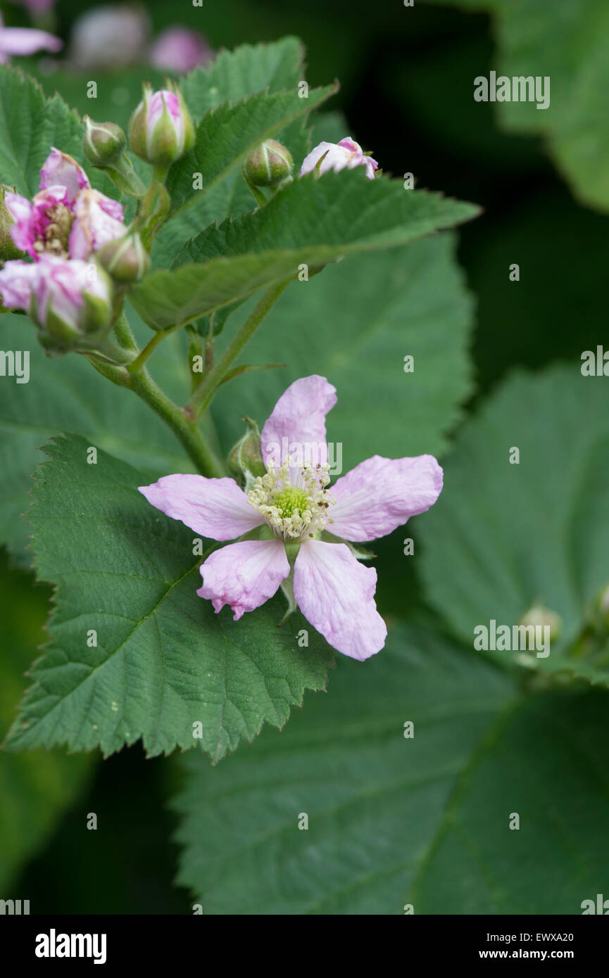 Blackberry rubus ‘chester’ hi-res stock photography and images - Alamy