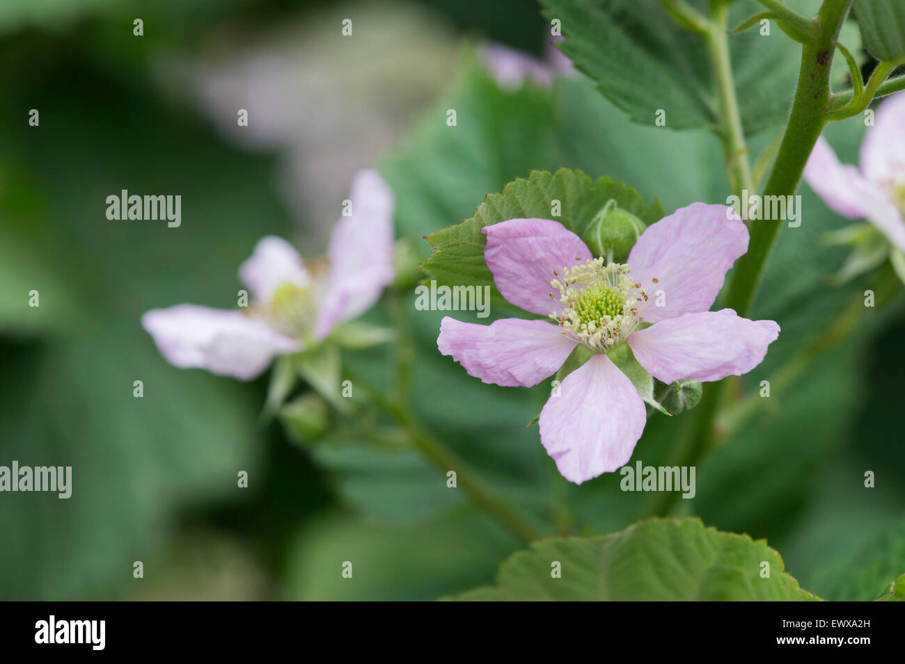 Rubus fruticosus. Thornless Blackberry 'Chester' flowers in june Stock ...