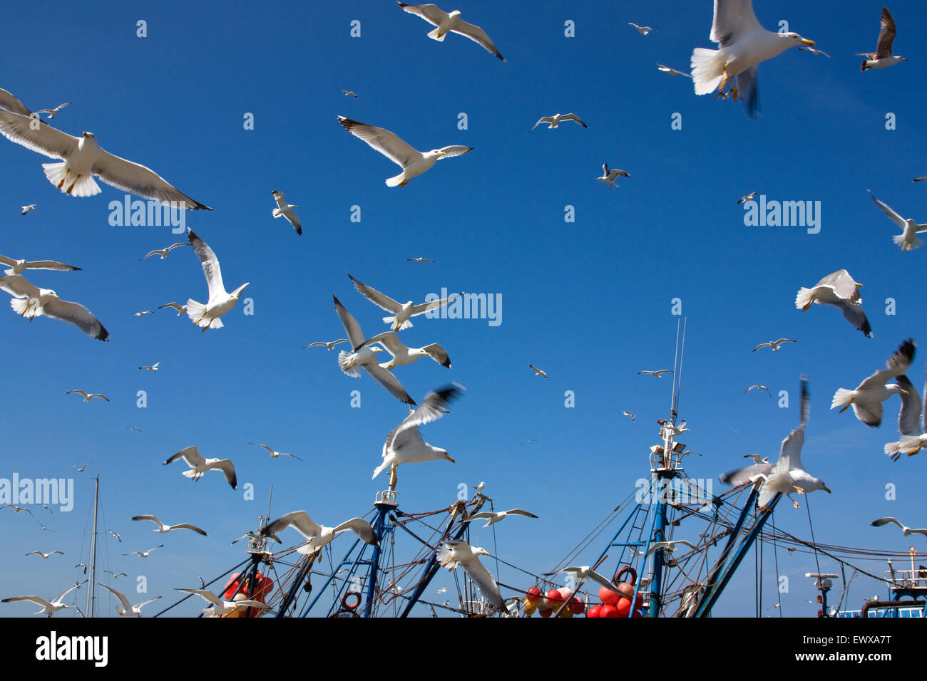 Seagull flying over fishing hi-res stock photography and images - Alamy