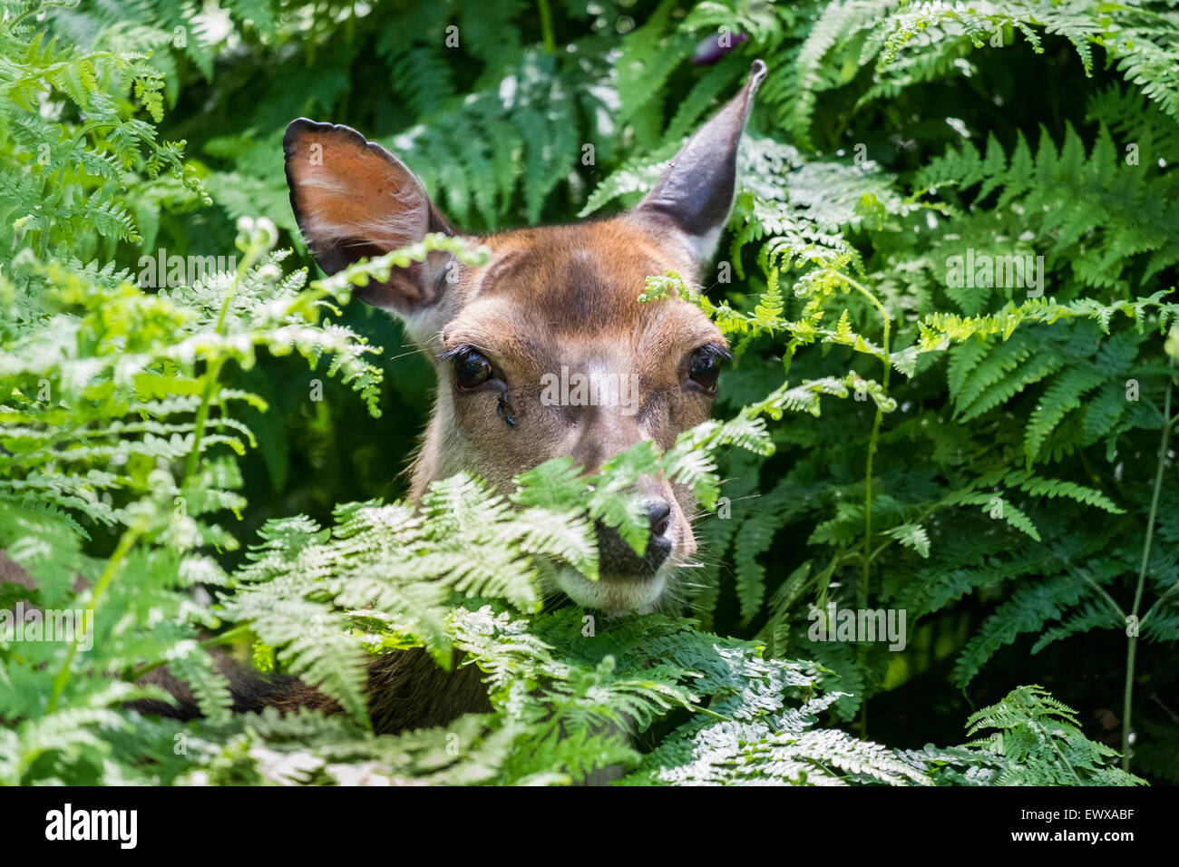 Young Roe deer in the New Forest Hampshire United Kingdom Stock Photo ...