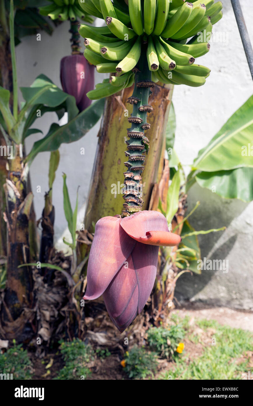 Musa species hi-res stock photography and images - Alamy