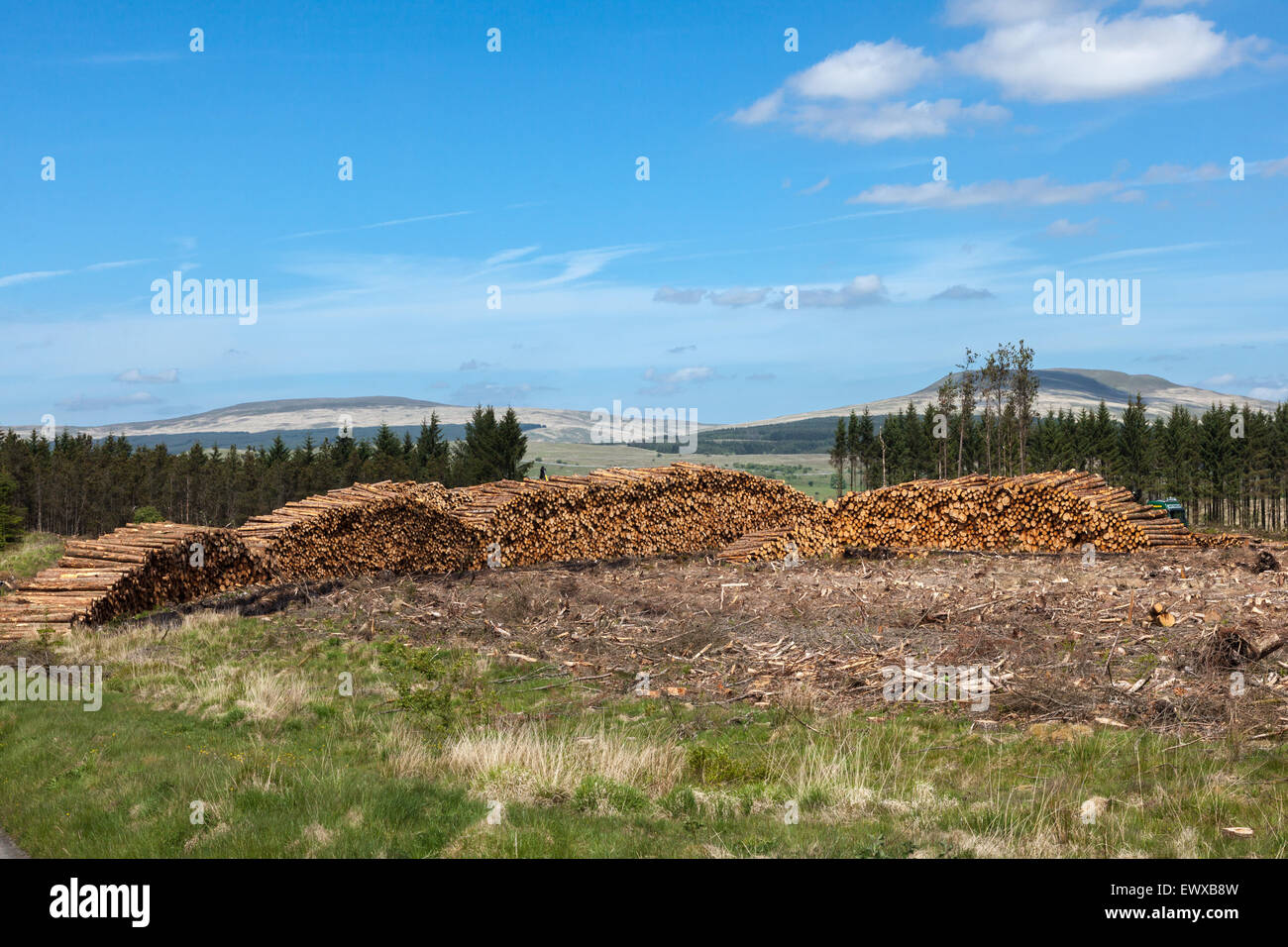 Stacks of logs of recently cut pines near Ystradfellte, Powys,Wales, UK ...