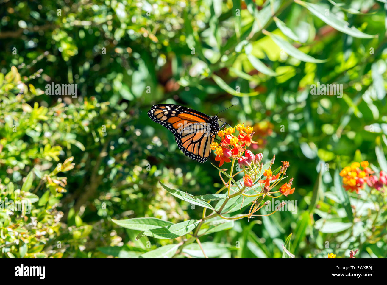 Monarch Butterfly on a flower Stock Photo - Alamy