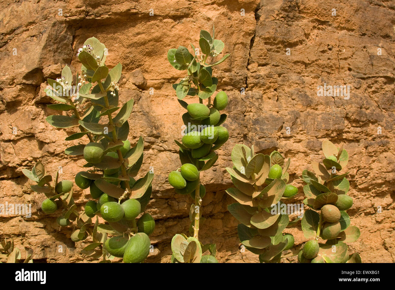Argan tree hi-res stock photography and images - Alamy