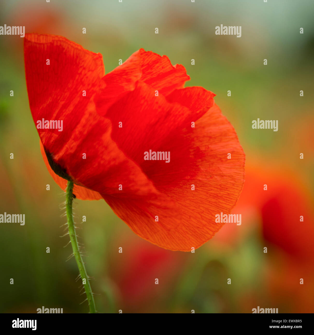 Single Poppy against a background of Poppies in a field in Somerset ...