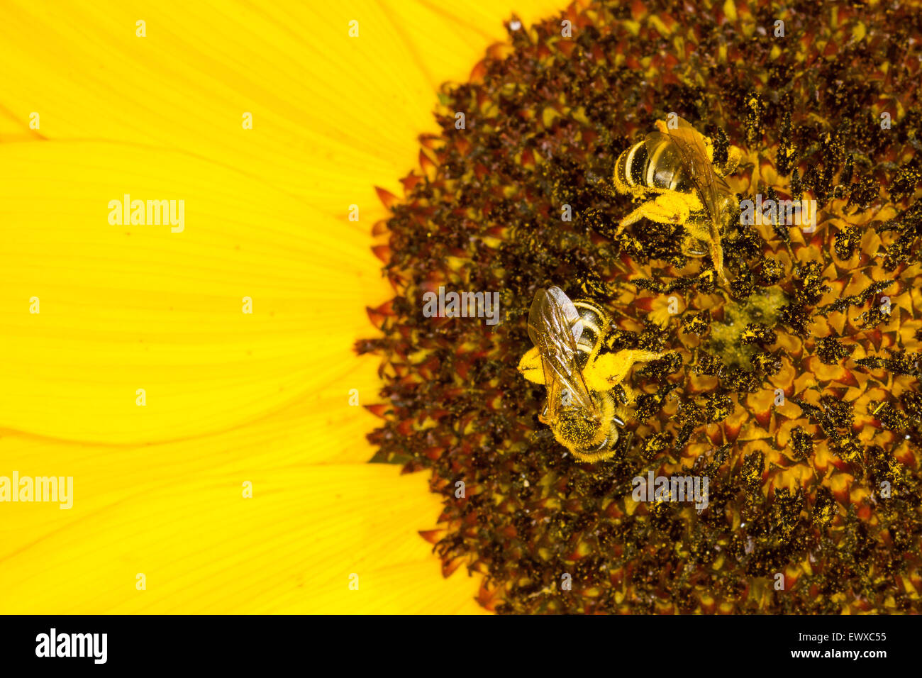 Bees on sunflower Stock Photo - Alamy