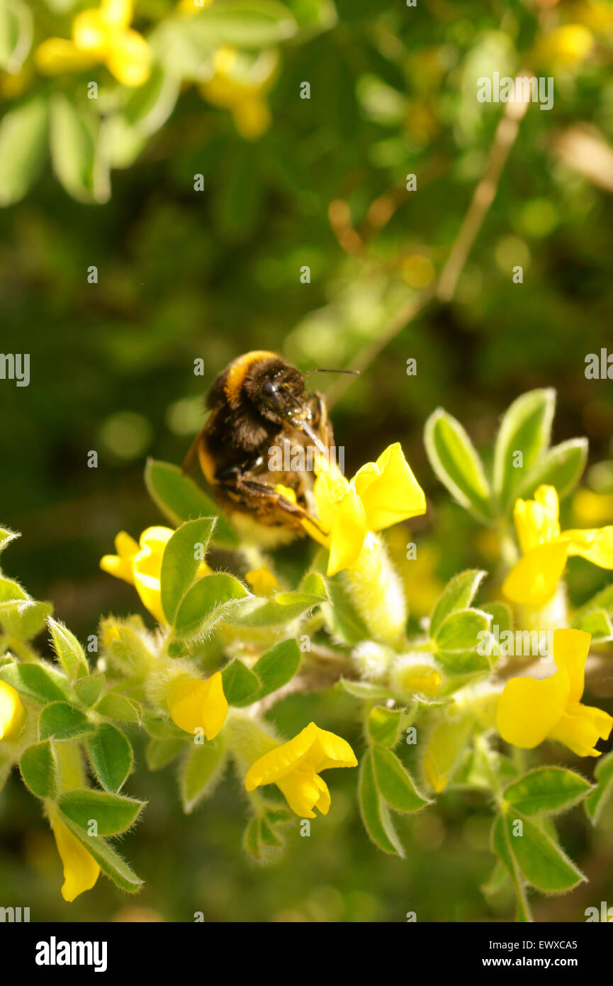 Bee pollinating broom Stock Photo - Alamy