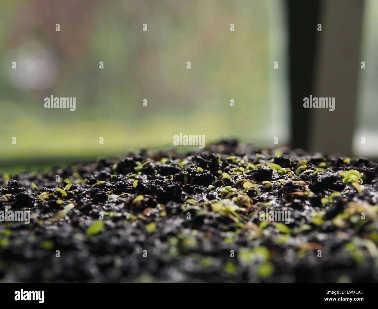 Very small plants growing in a vase Stock Photo - Alamy