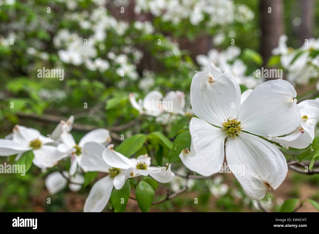 Cornus is a genus of woody plants in the family Cornaceae, commonly ...