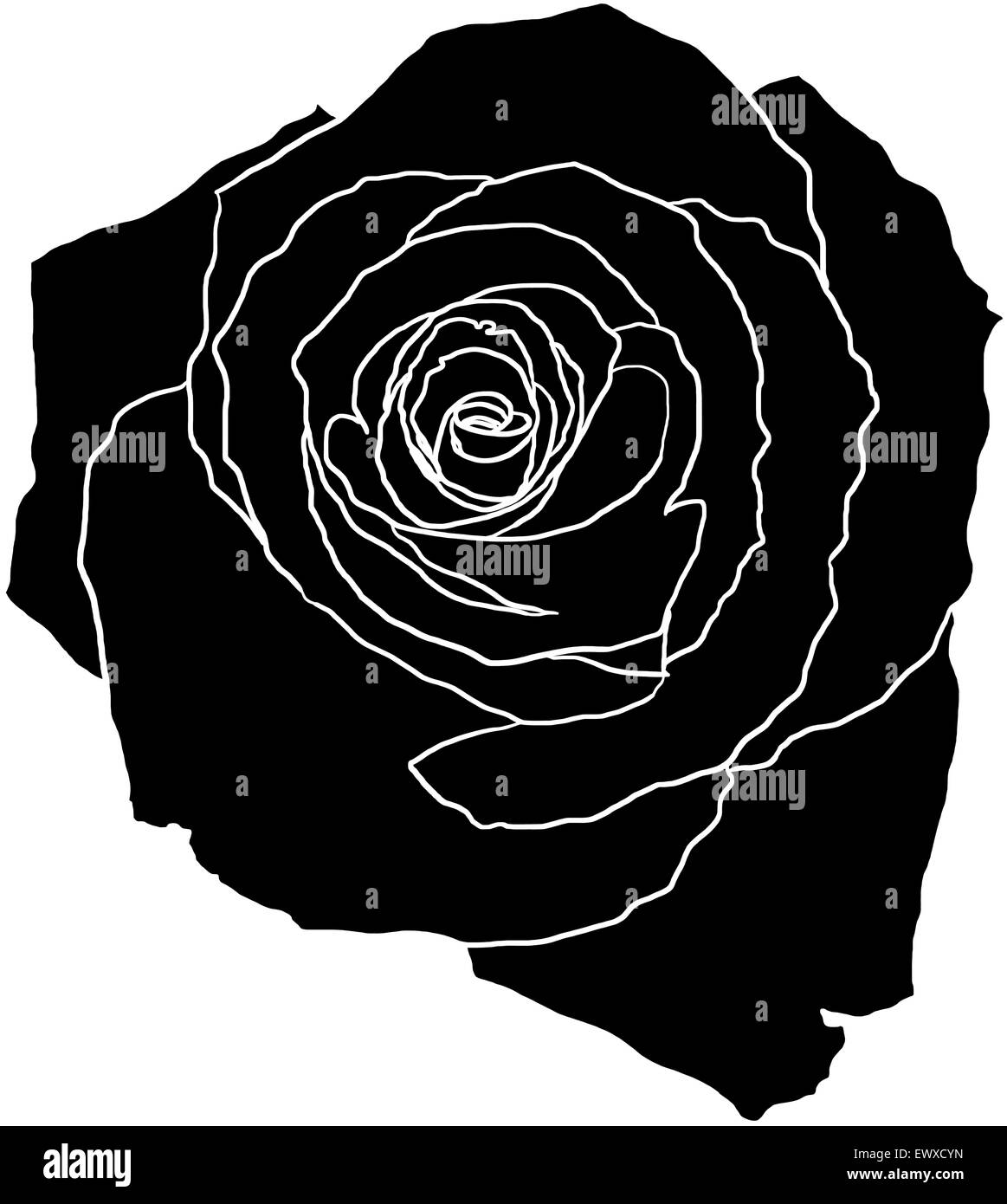 Large white rose in Black and White Stock Photos & Images - Alamy