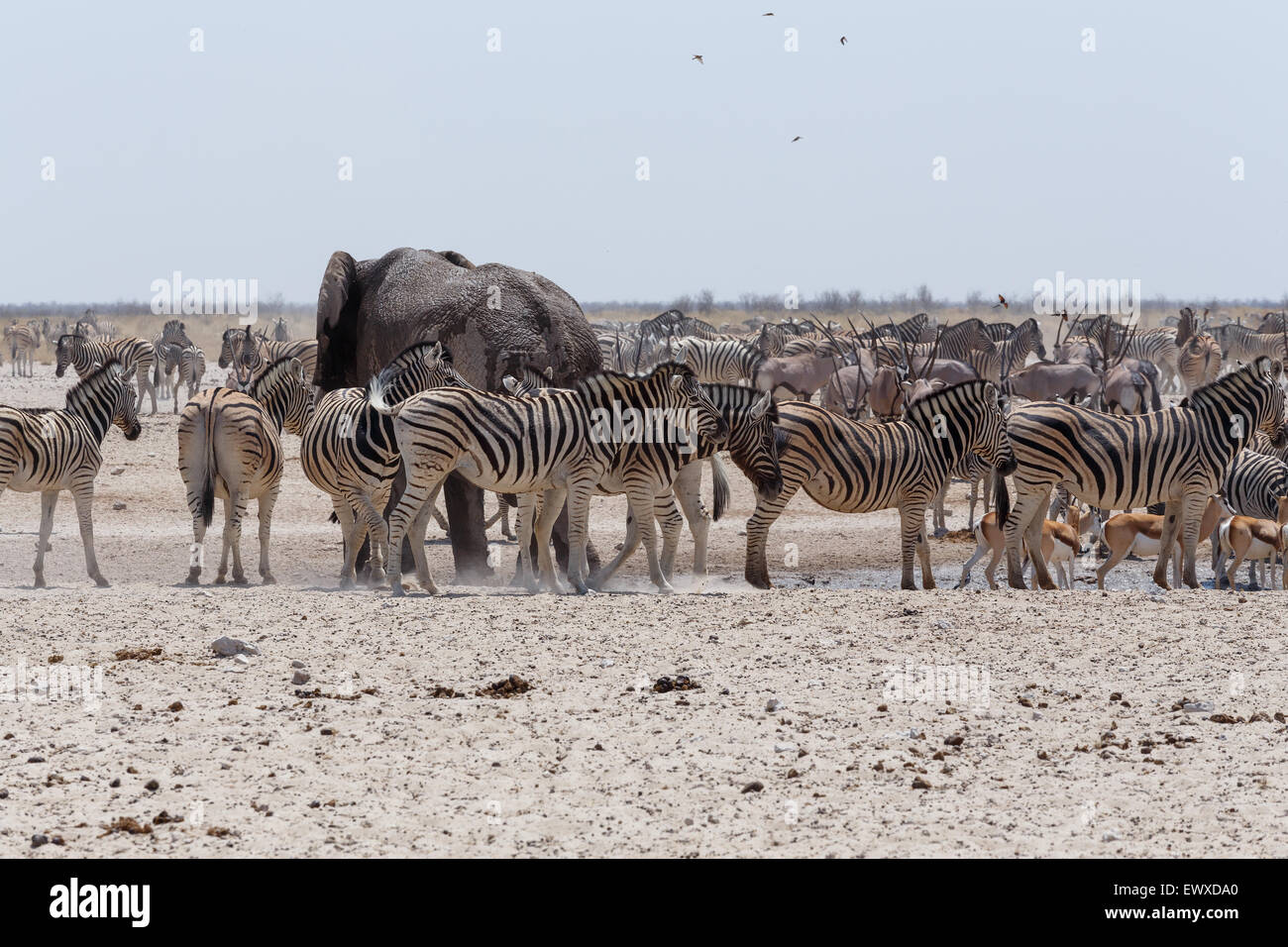 Crowded waterhole with Elephants, zebras, springbok and orix. Etosha ...
