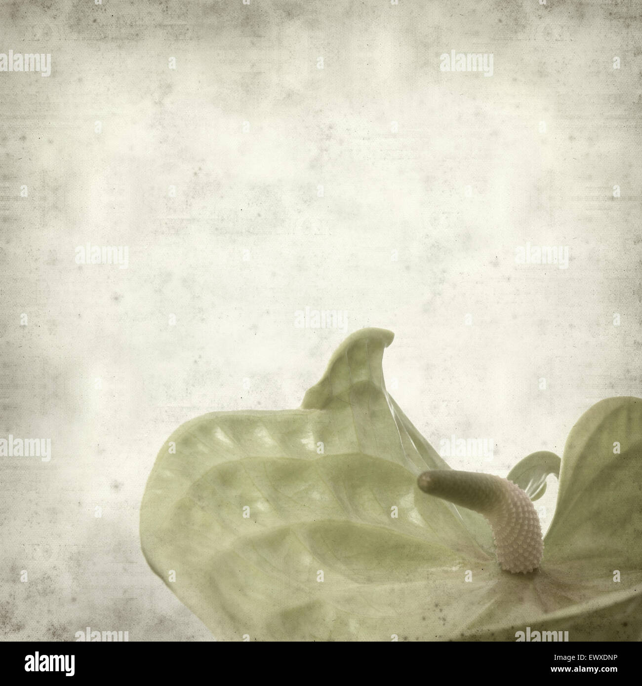textured old paper background with green Anthurium flower Stock Photo ...