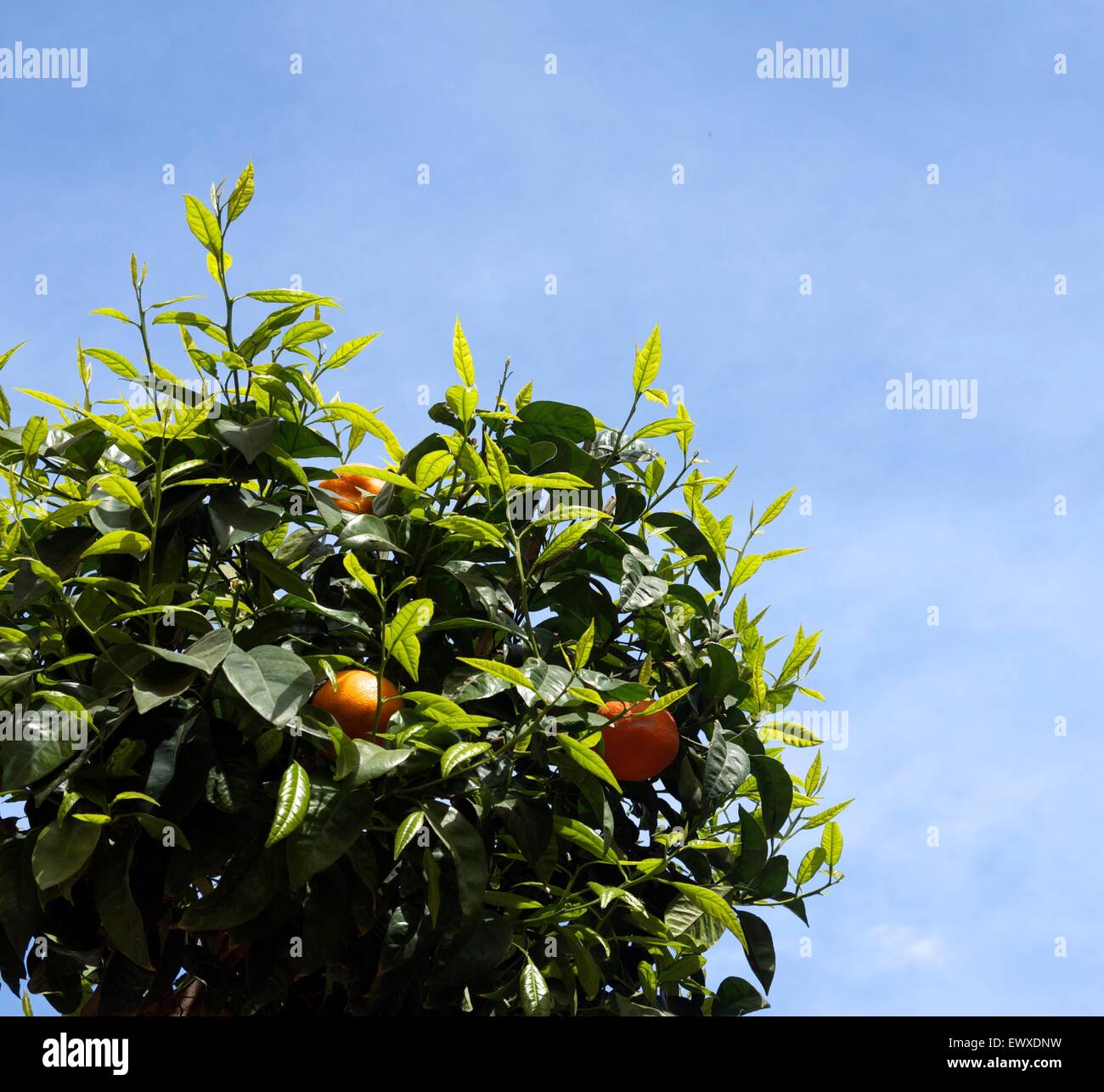 Orange tree with fully grown oranges in bloom on a street in Spain ...