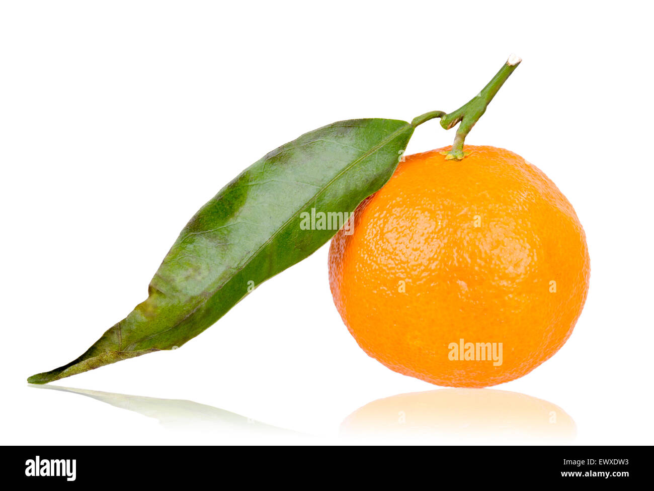 freshly picked mandarin Stock Photo - Alamy
