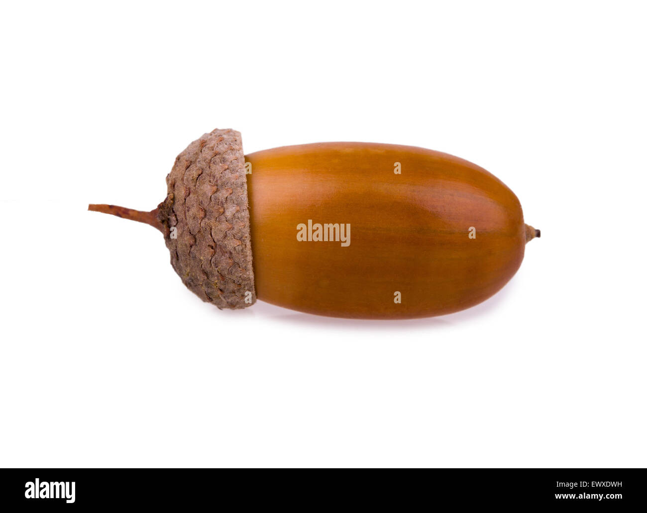 Bronze acorn Cut Out Stock Images & Pictures - Alamy