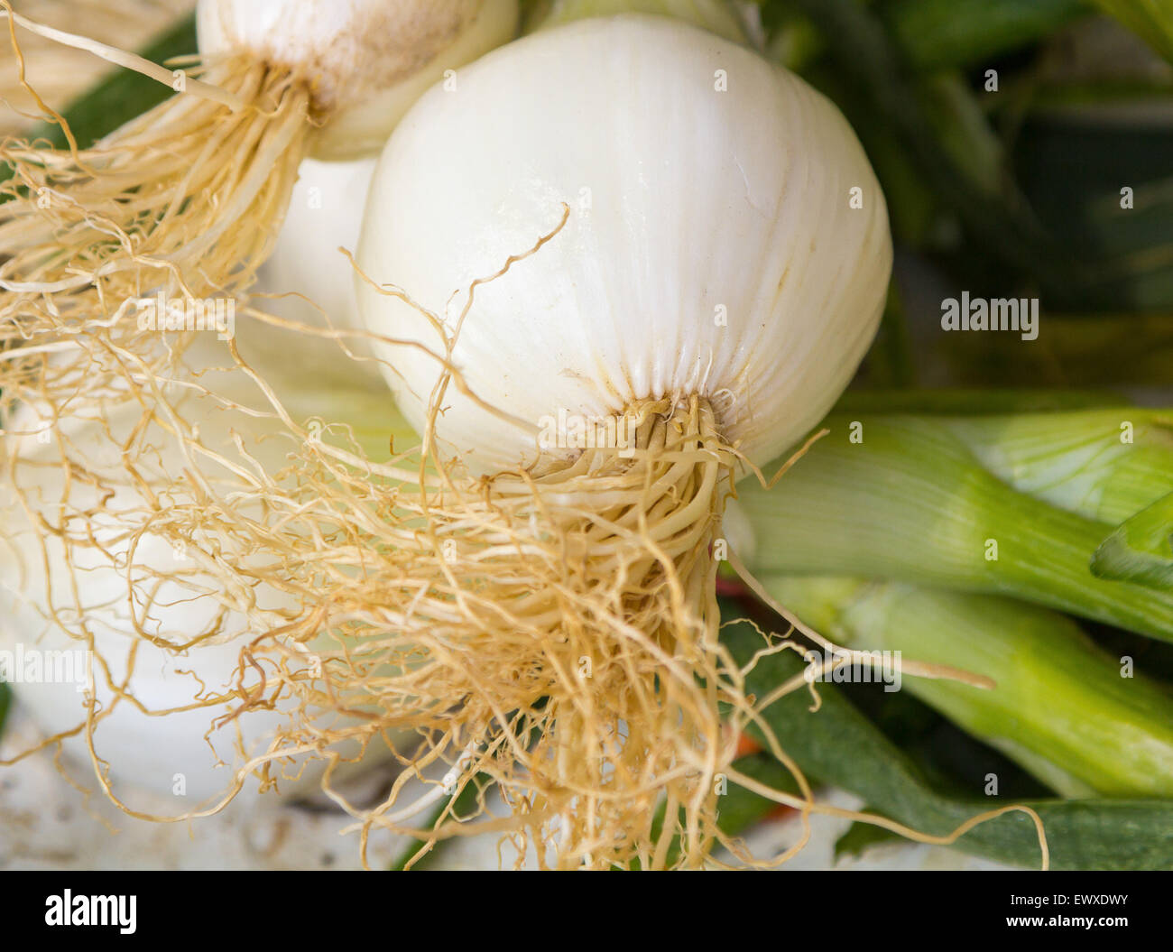 Allium cepa stems and onions brought the field Stock Photo - Alamy
