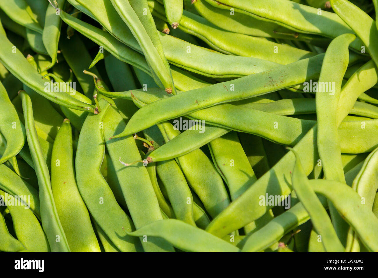 Phaseolus vulgaris background with fresh green beans Stock Photo - Alamy
