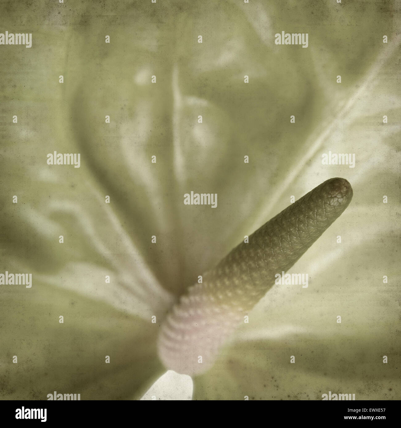 textured old paper background with green Anthurium flower Stock Photo ...
