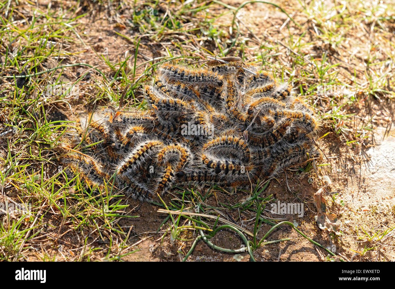The swarming behavior of insects hi-res stock photography and images ...