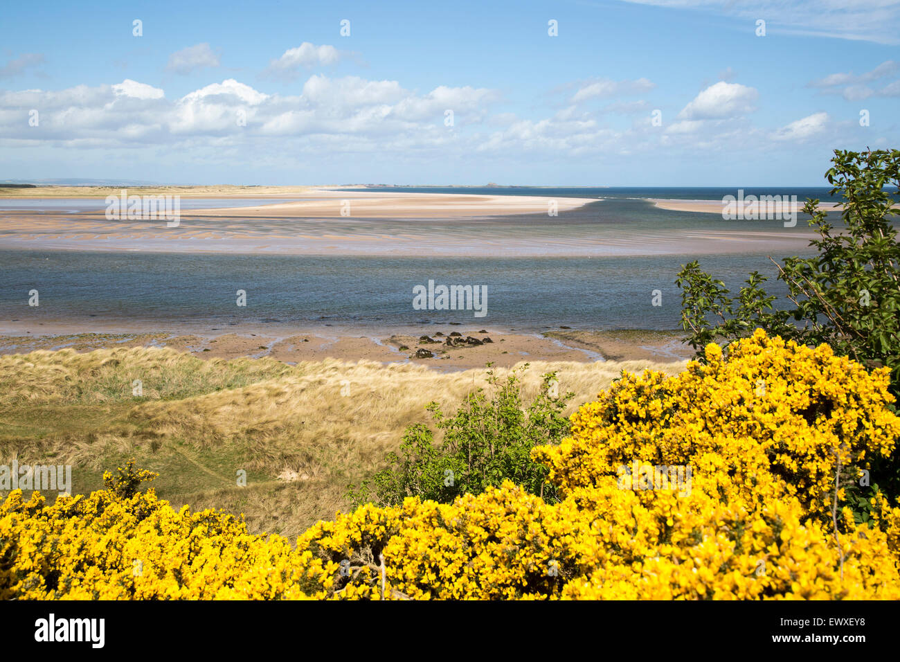 Coastal landscape of tidal sands, Budle Bay, Northumberland coast ...
