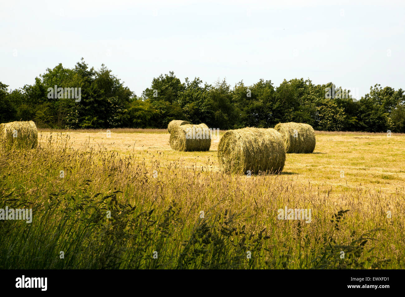 UK Harvest - Hay. Making Hay Stock Photo - Alamy