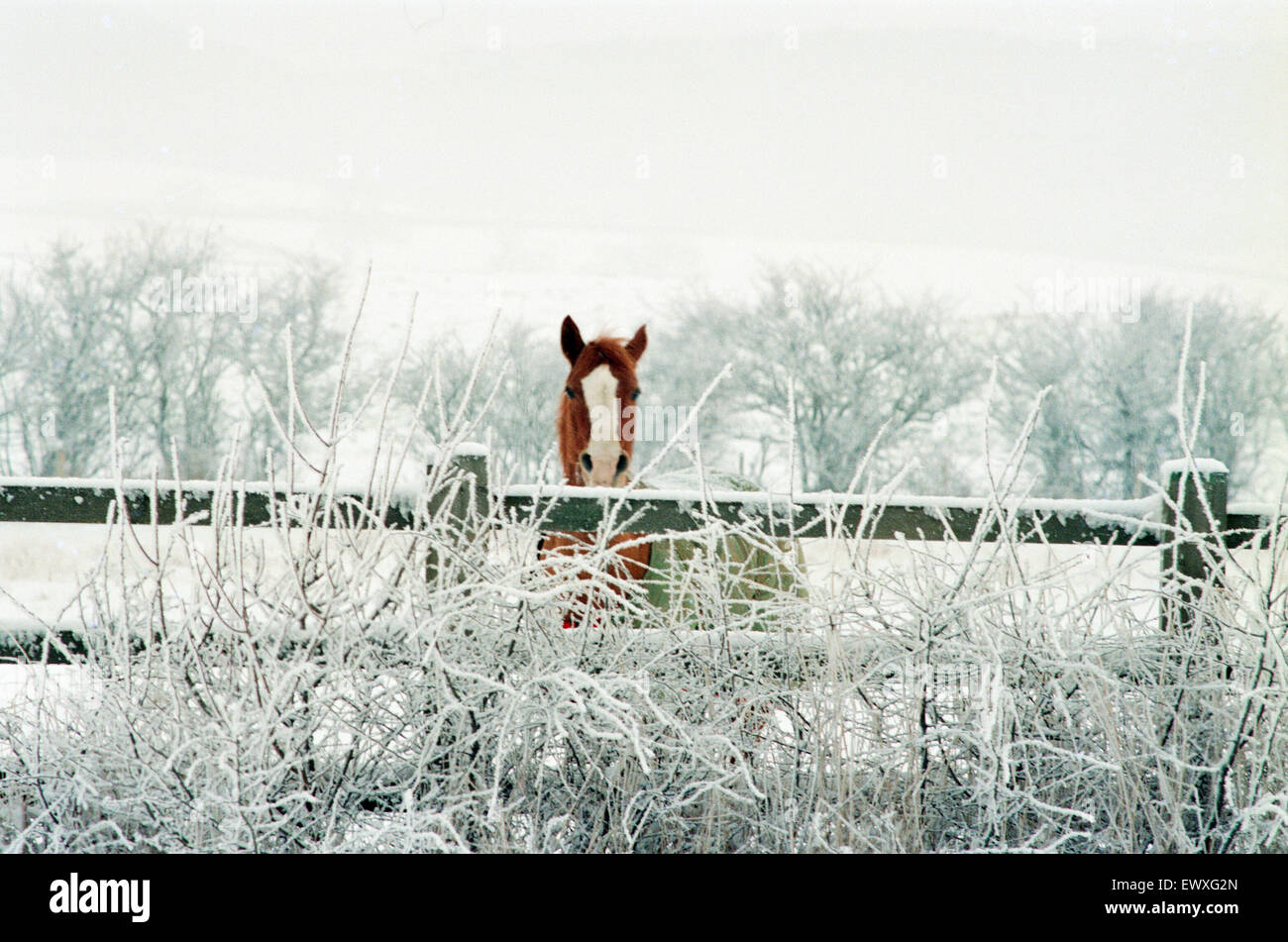Snow Scenes, Teesside, 22nd February 1994 Stock Photo - Alamy