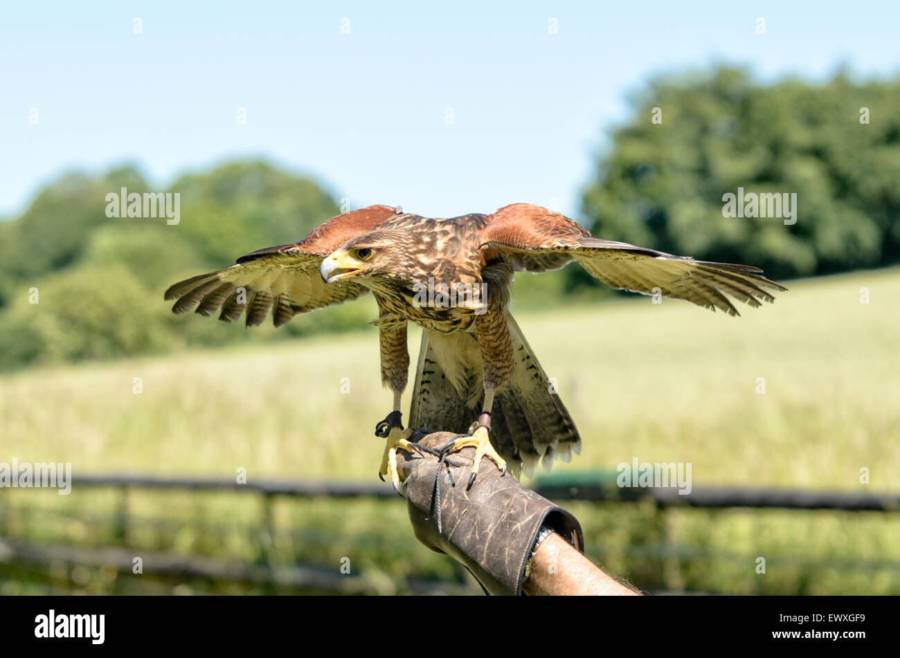 Hunting hybrid hi-res stock photography and images - Alamy