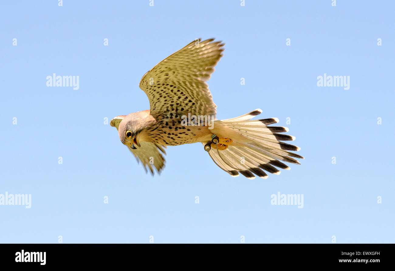 Hovering display hi-res stock photography and images - Alamy