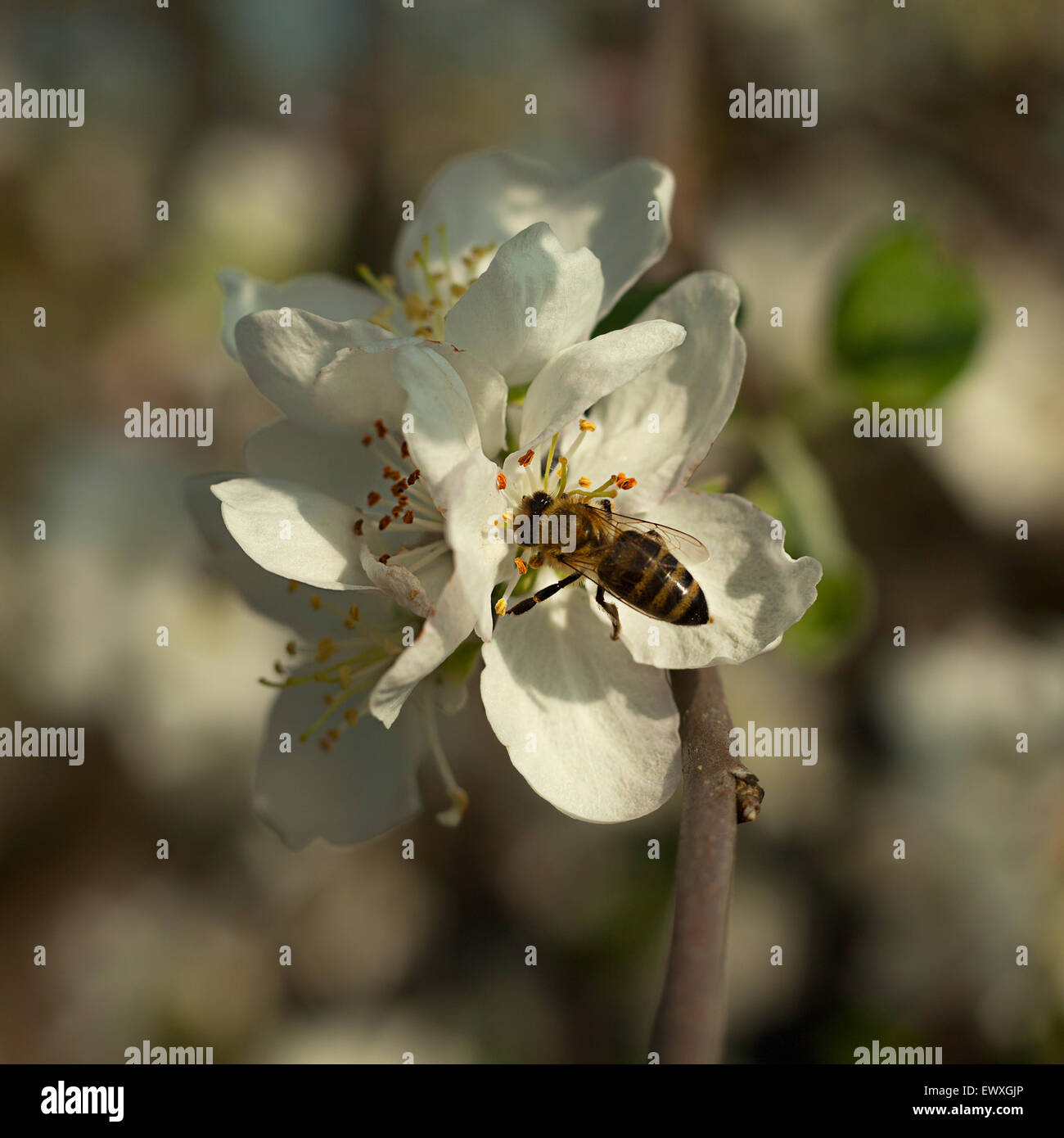 Blossom flower of apple tree with bee Stock Photo - Alamy