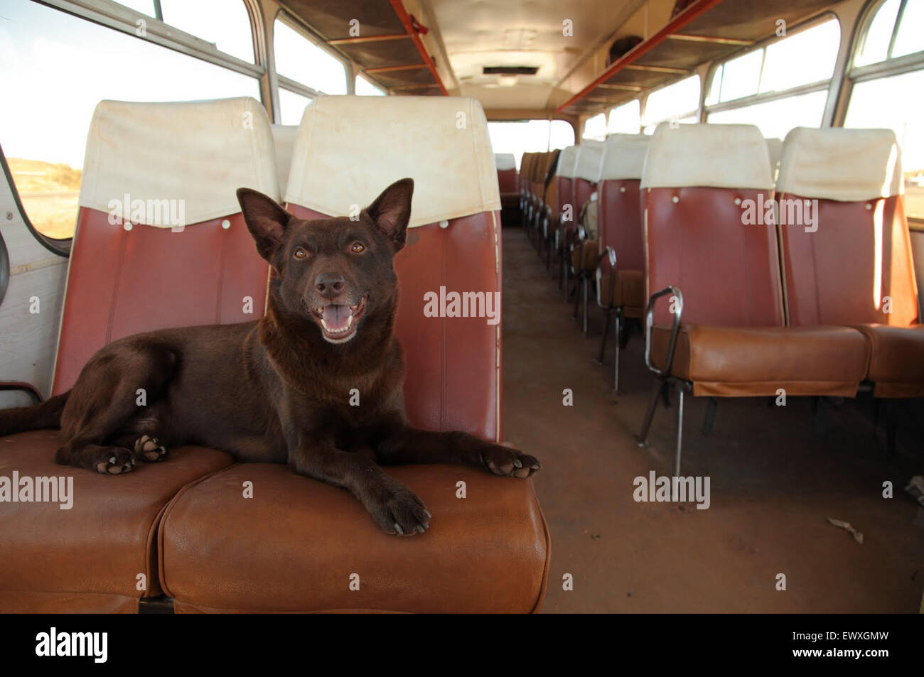 Red dog film still hi-res stock photography and images - Alamy