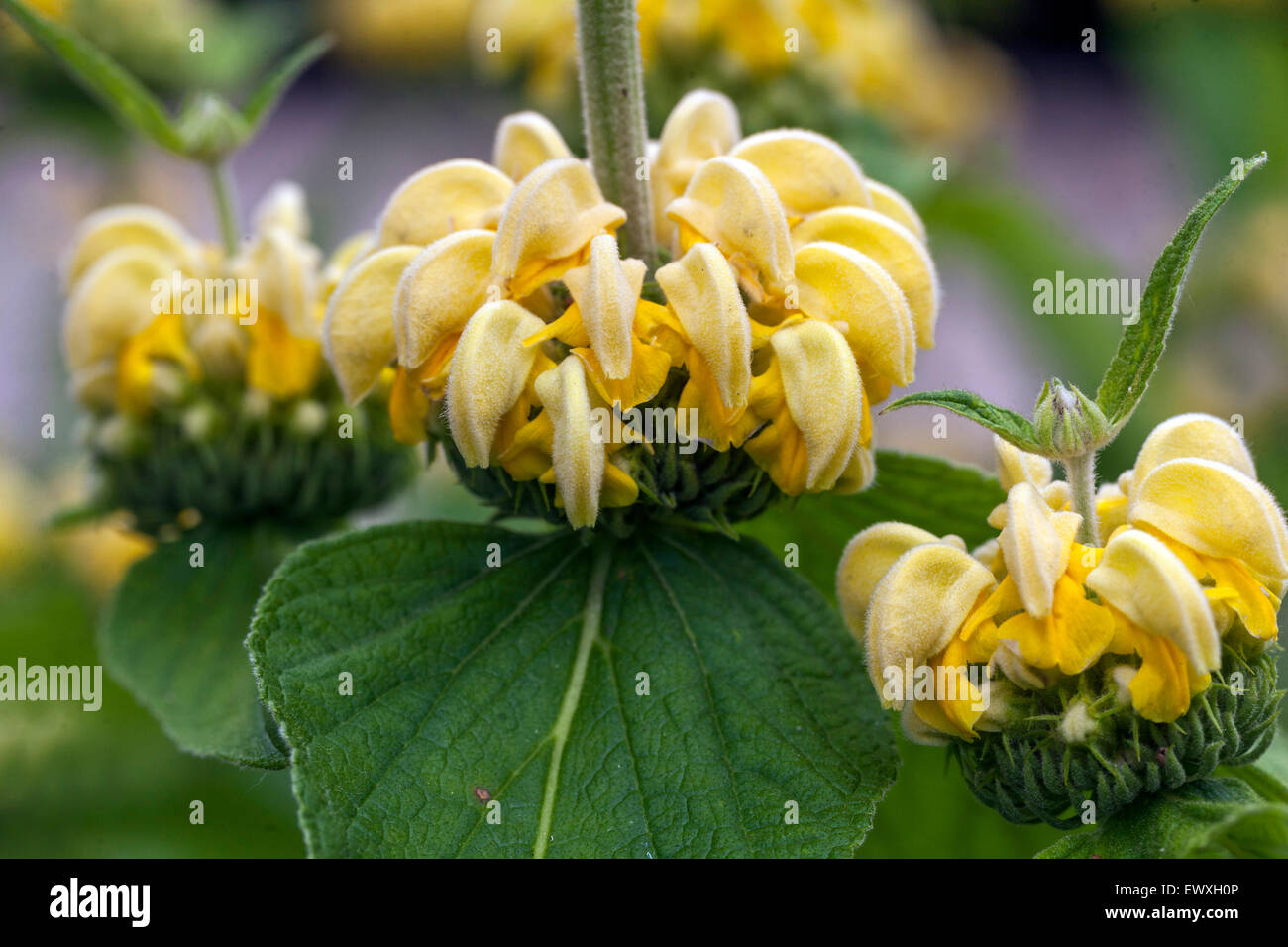 Jerusalem Sage Phlomis grandiflora Stock Photo - Alamy