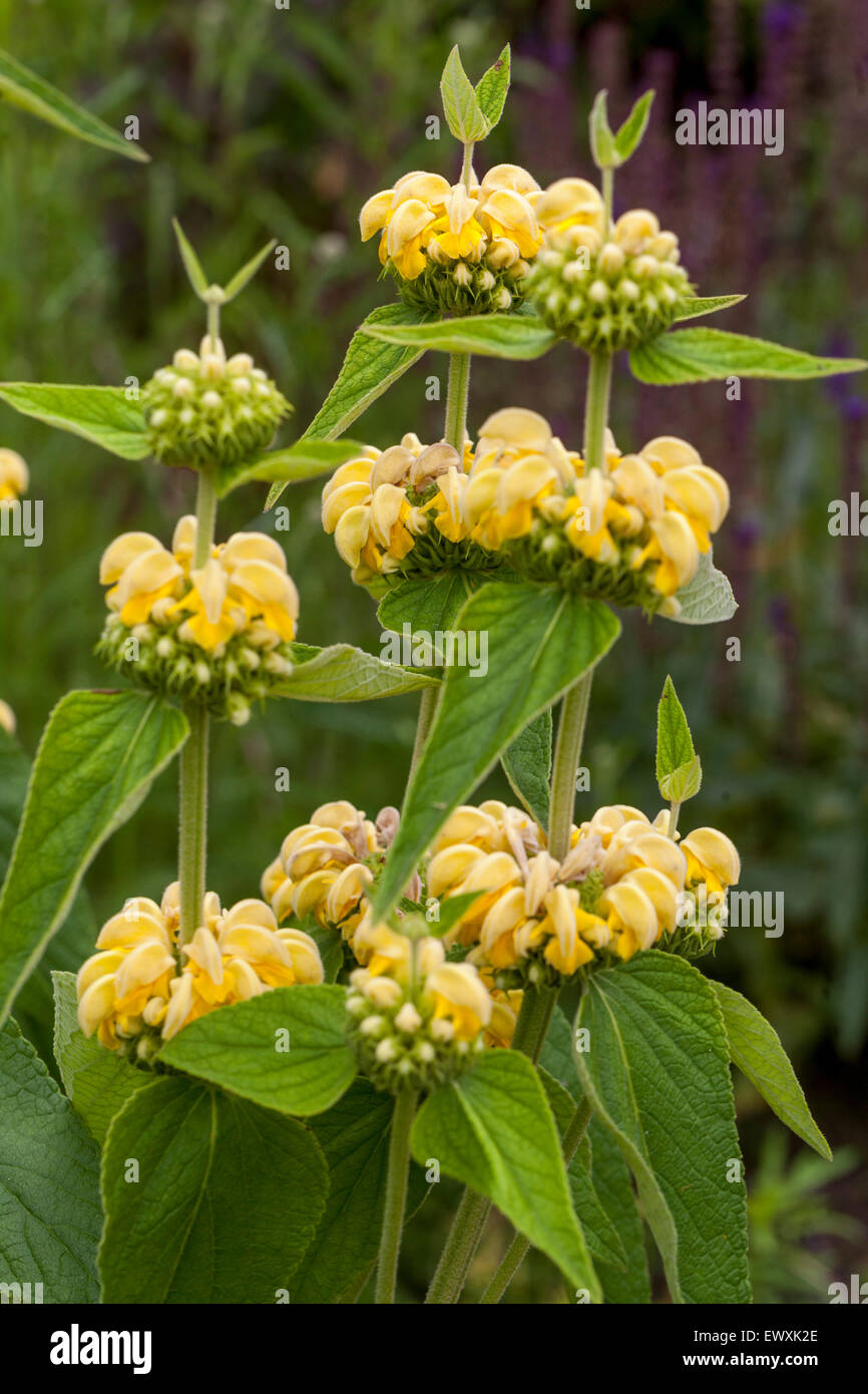 Sage Phlomis Russeliana High Resolution Stock Photography and Images ...