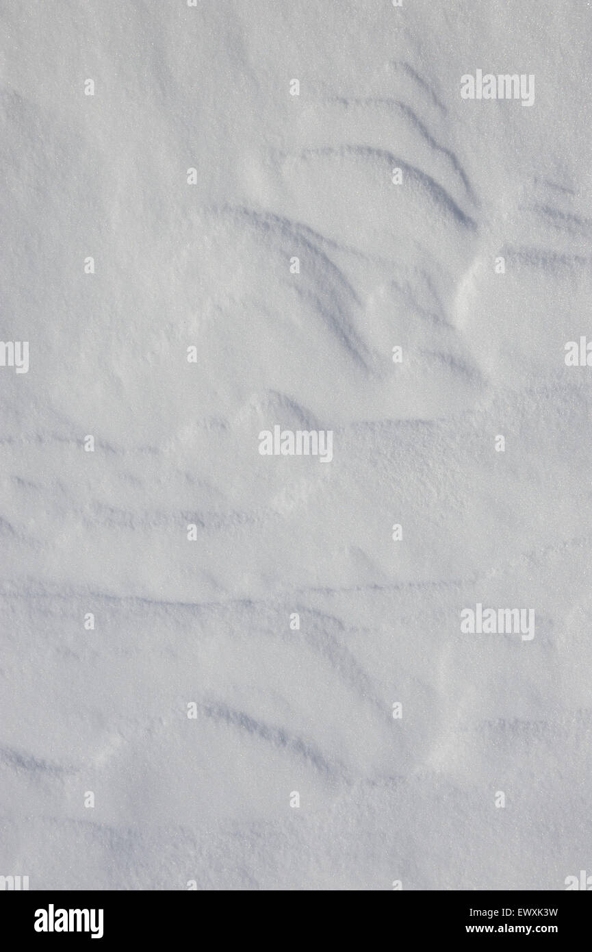 Thin crust of ice over snow Stock Photo - Alamy