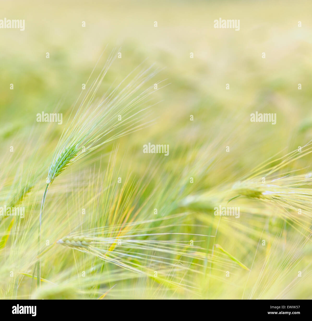 Wheat field in summer time Stock Photo - Alamy