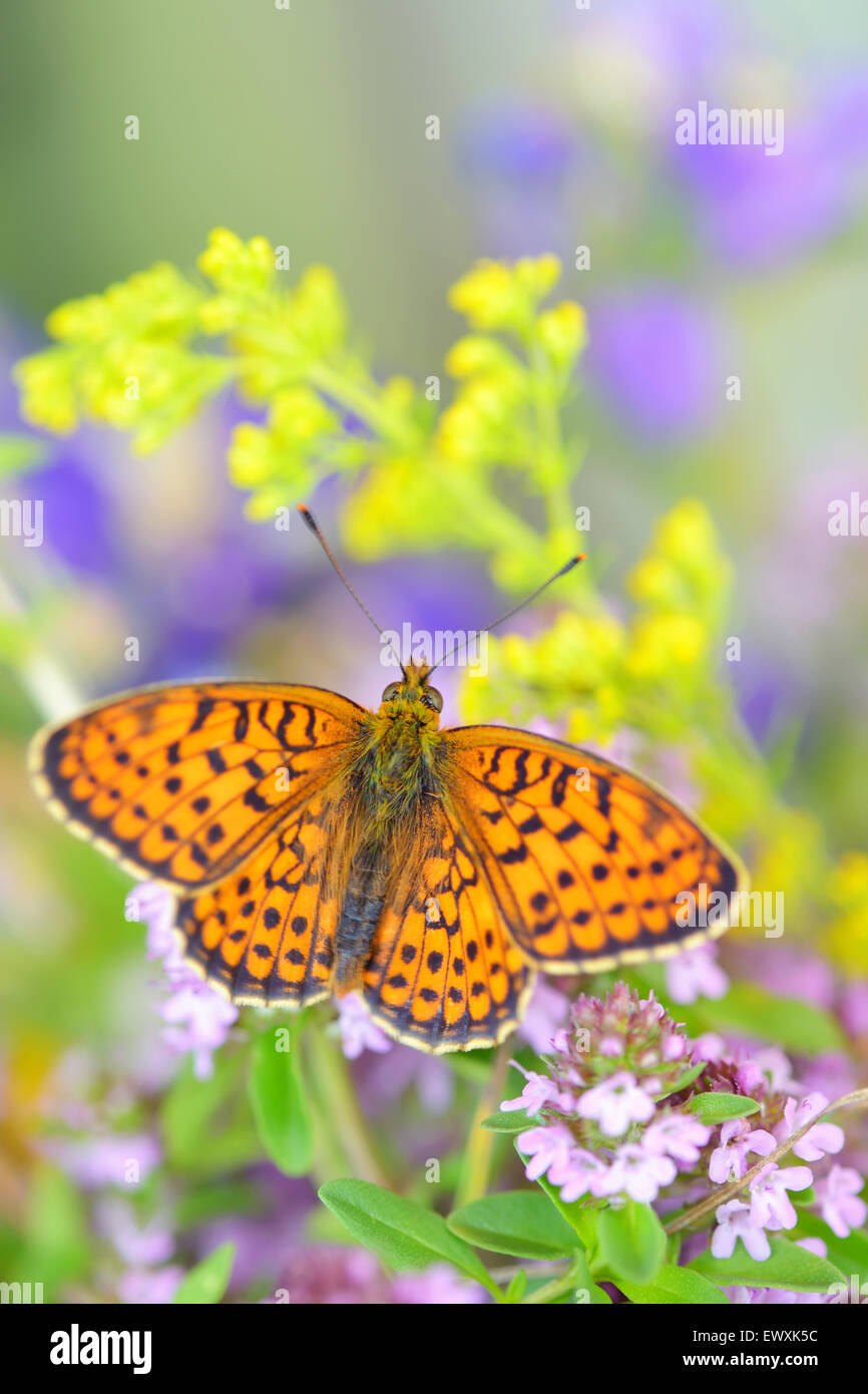 Monarch Butterfly in summer time Stock Photo - Alamy