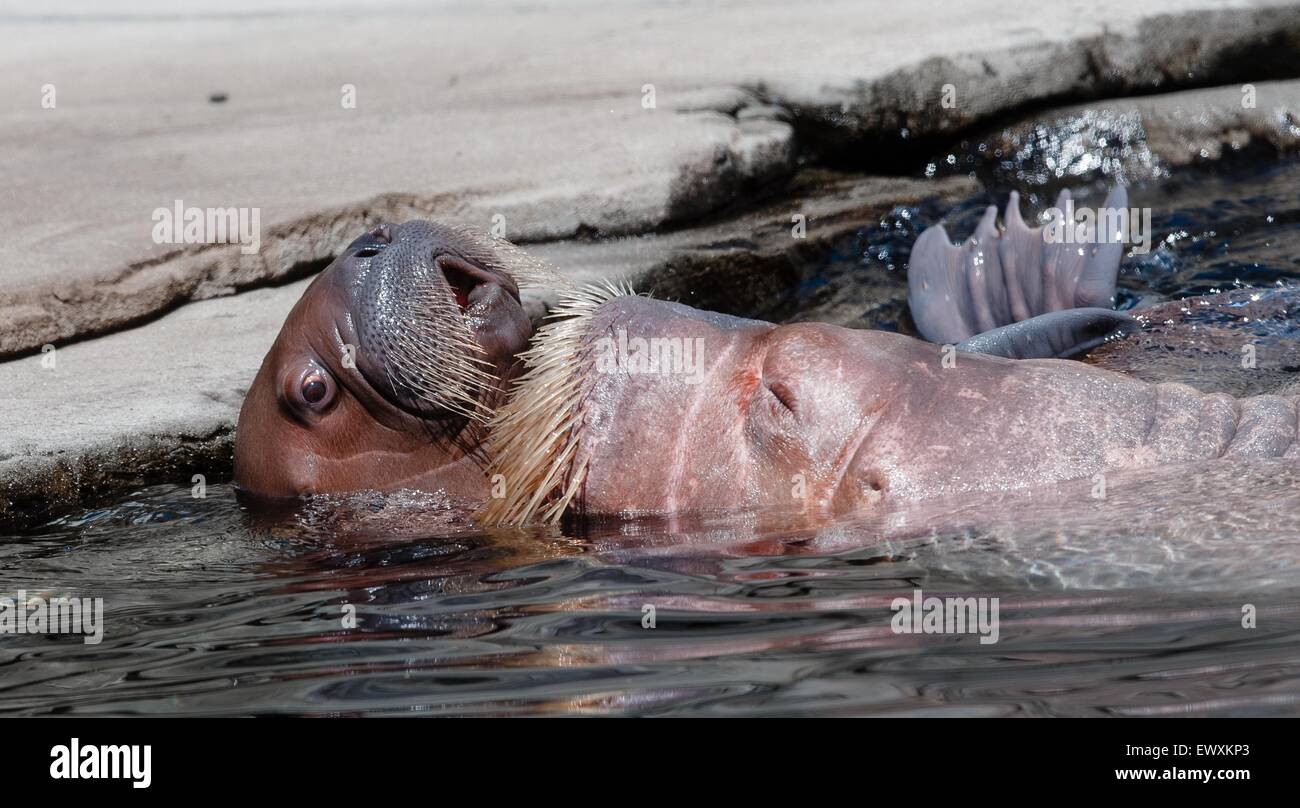 Hamburg, Germany. 02nd July, 2015. The second walrus baby (L) born in a ...
