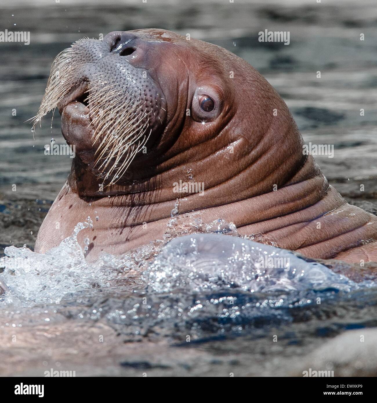 Newborn Baby Walrus