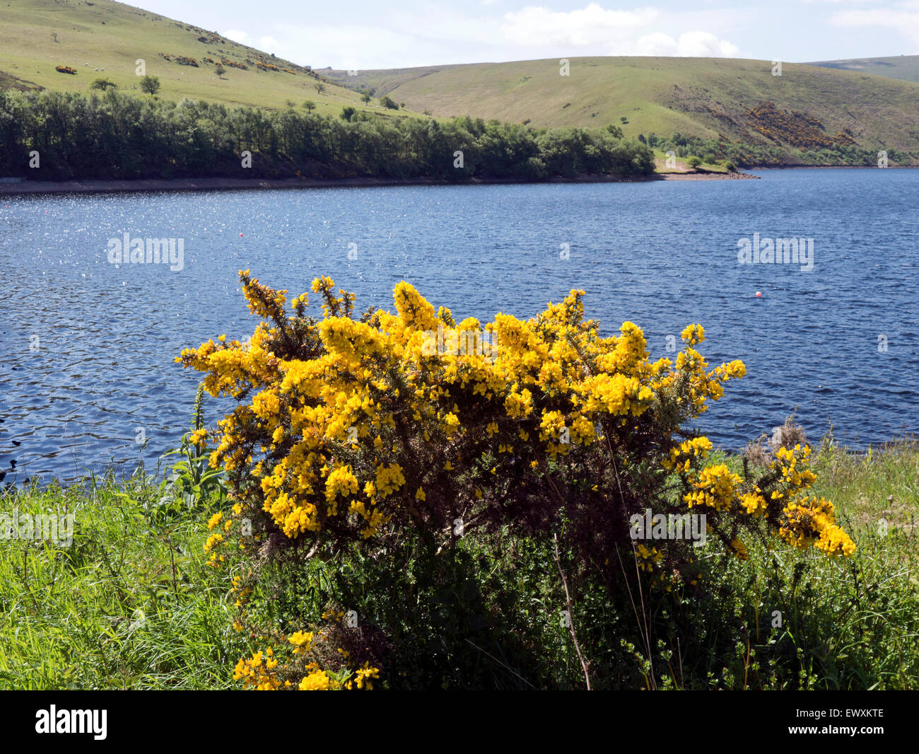 Yellow gorse bush by Meldon Reservoir in Devon Stock Photo - Alamy