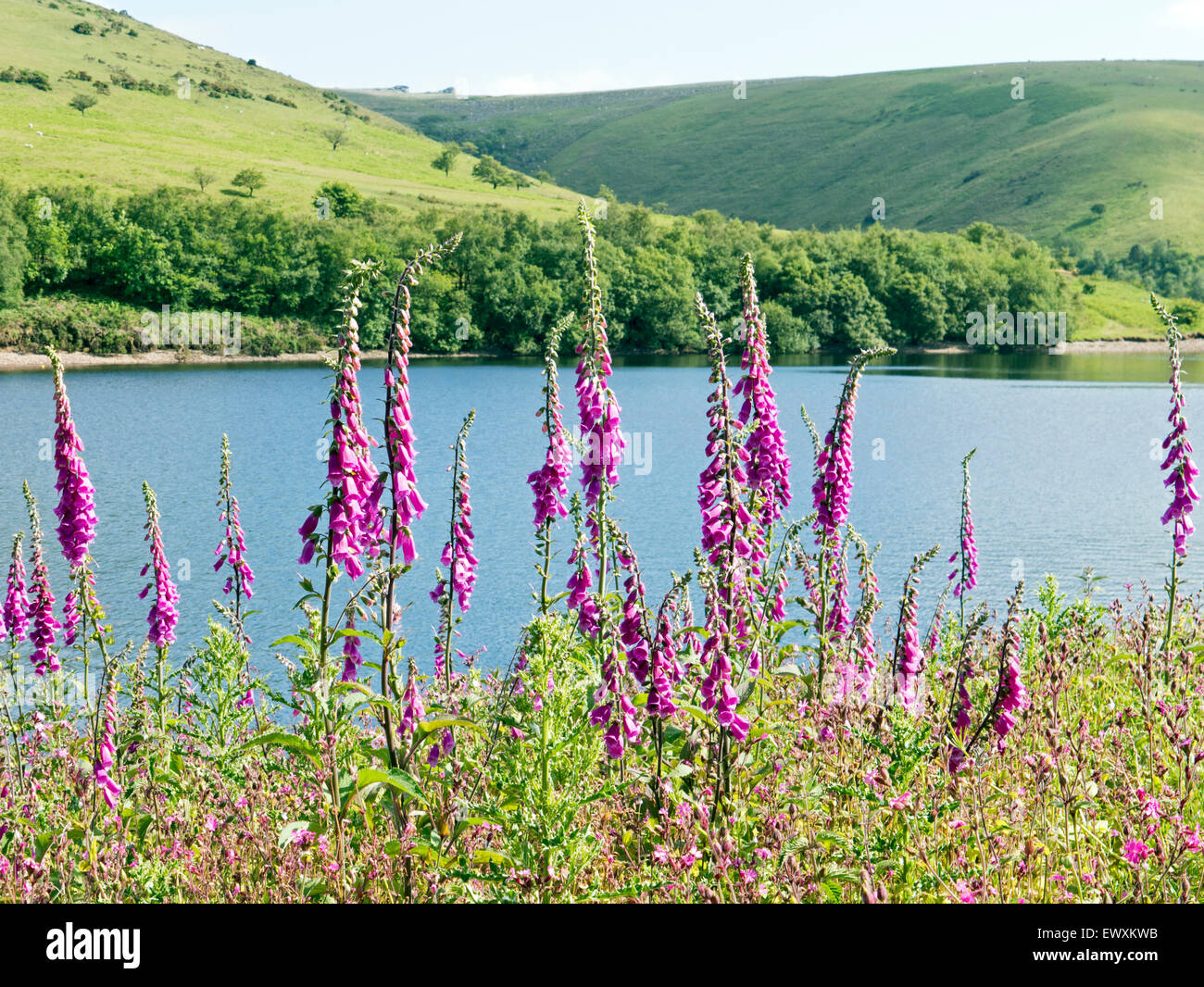 Foxgloves and pink campions growing by Meldon reservoir in Devon Stock ...