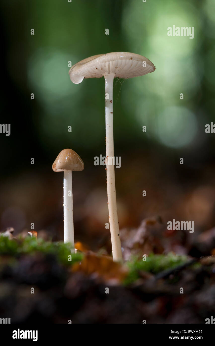 Wrinkled Shield Fungi,Pluteus phlebophorus on fallen Beech and leaf ...