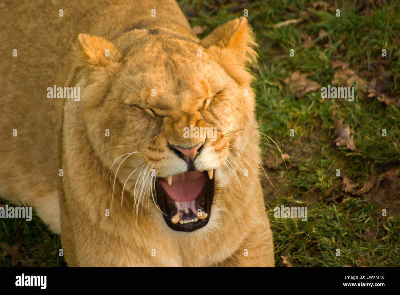 Lion africa alive hi-res stock photography and images - Alamy