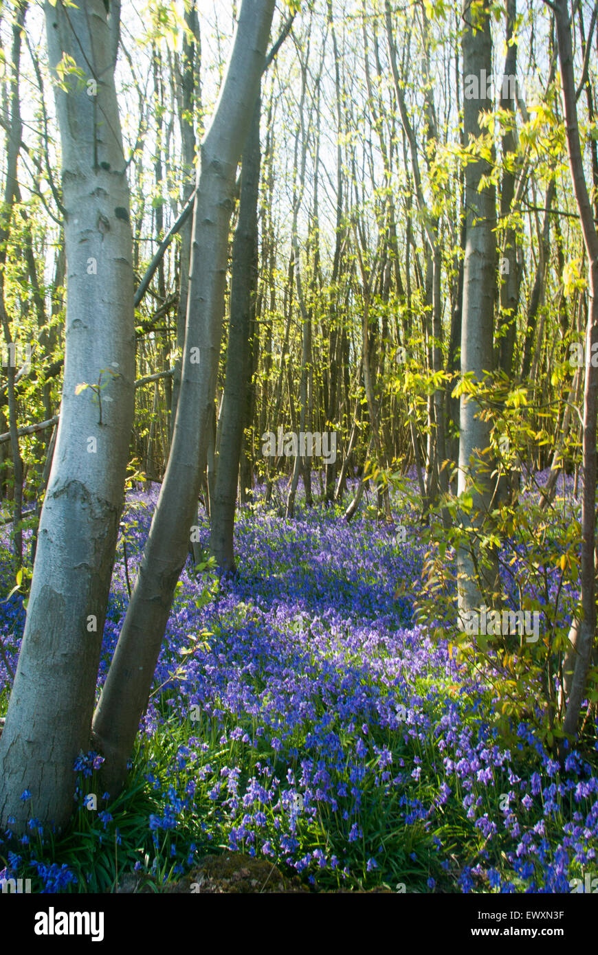 View of bluebells growing in woodland Stock Photo - Alamy