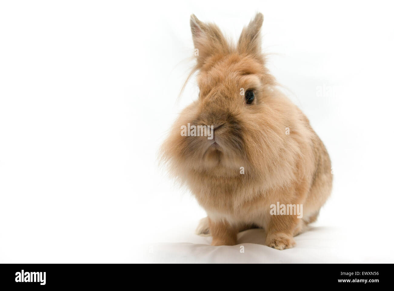 Lionhead Rabbit High Resolution Stock Photography and Images - Alamy