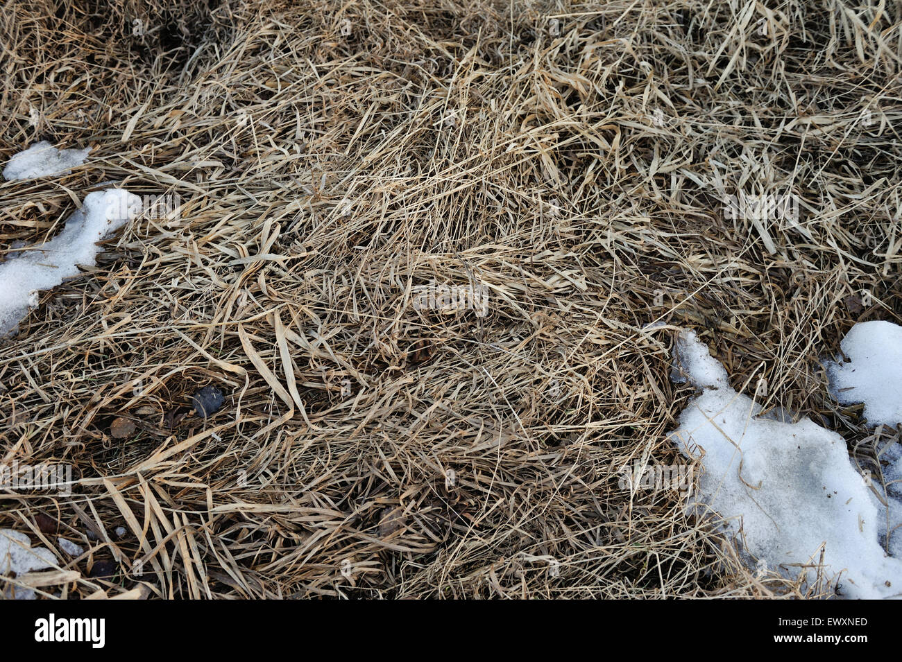 Field of dried grass hi-res stock photography and images - Alamy