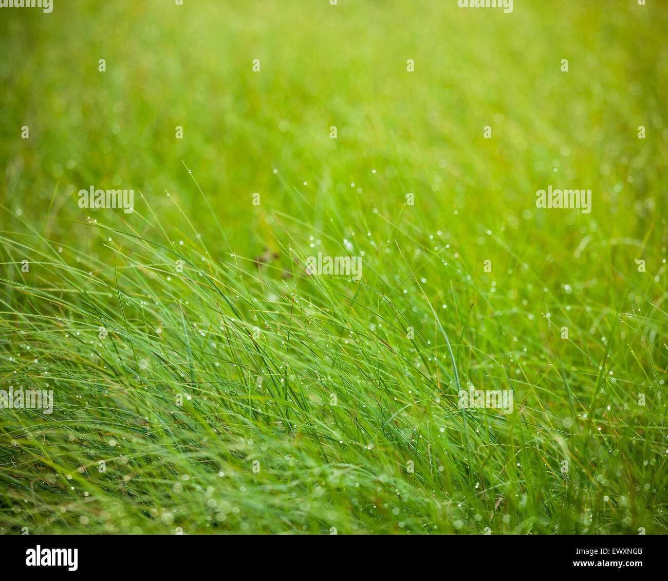 Abstract moisture grass background Stock Photo - Alamy