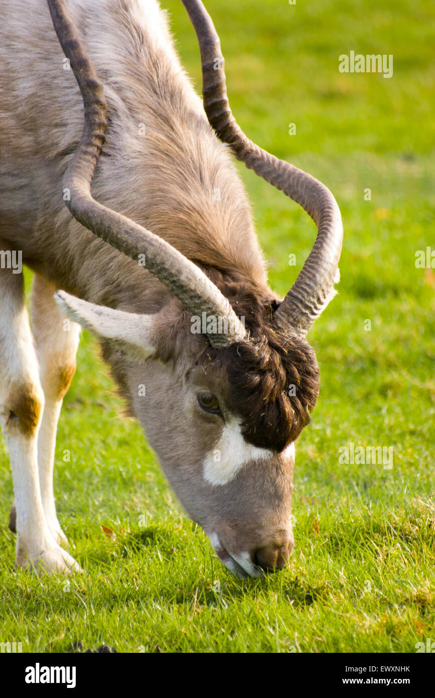Addax antelope hi-res stock photography and images - Alamy