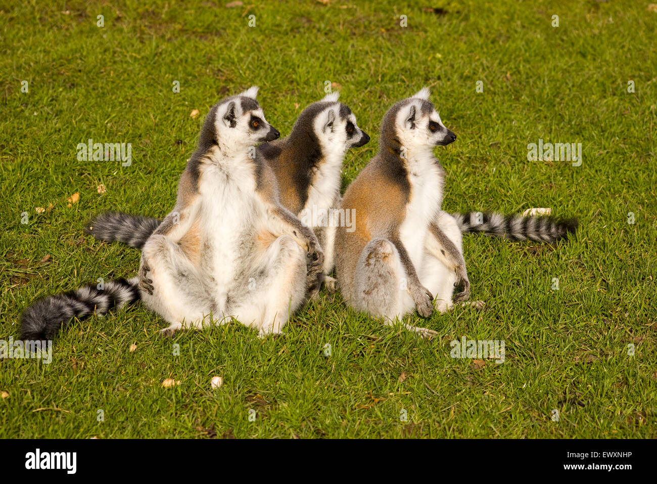 Ring tailed lemurs Stock Photo - Alamy