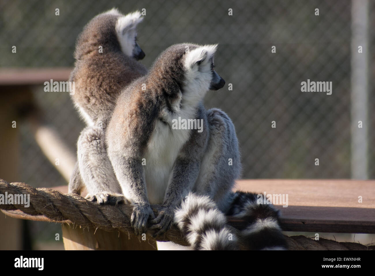 Ring tailed lemurs Stock Photo - Alamy