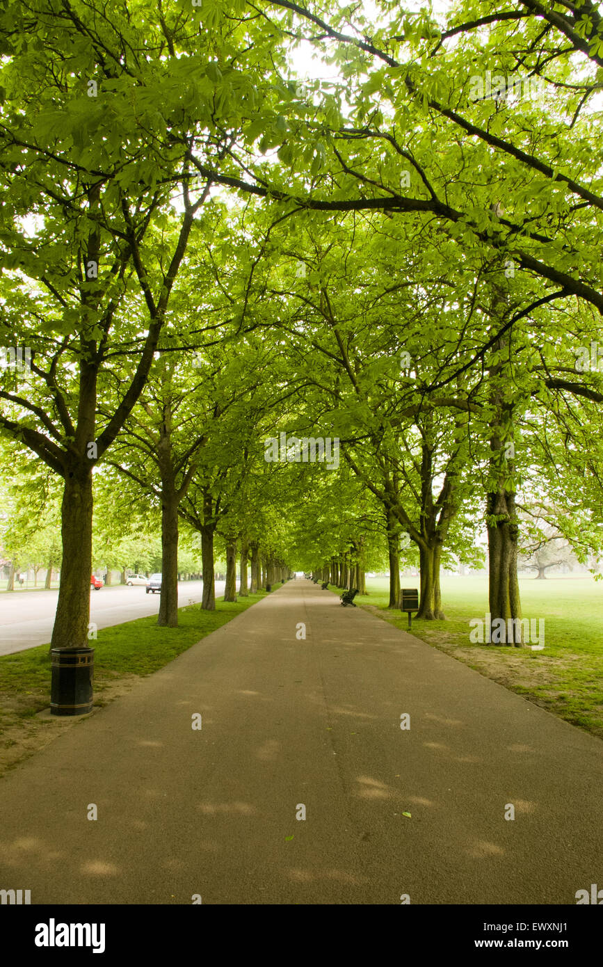 Tree lined pathway hi-res stock photography and images - Alamy